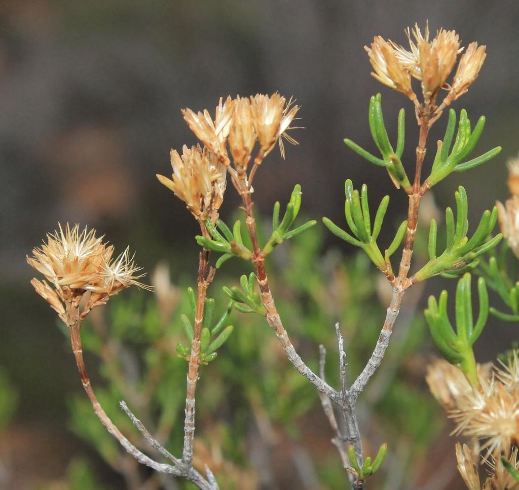 Common Gumbush (Pteronia paniculata) - Botanical Realm