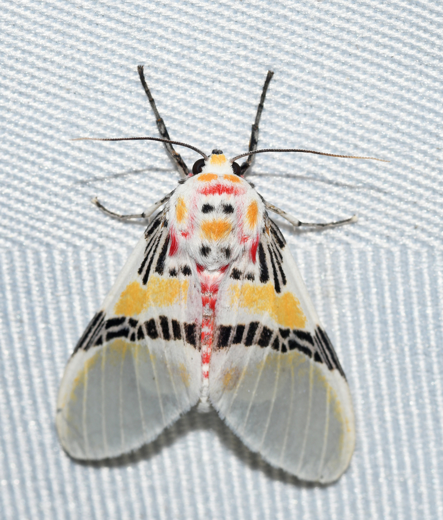 Idalus herois (Polillas de Jardín, Antioquia) · iNaturalist