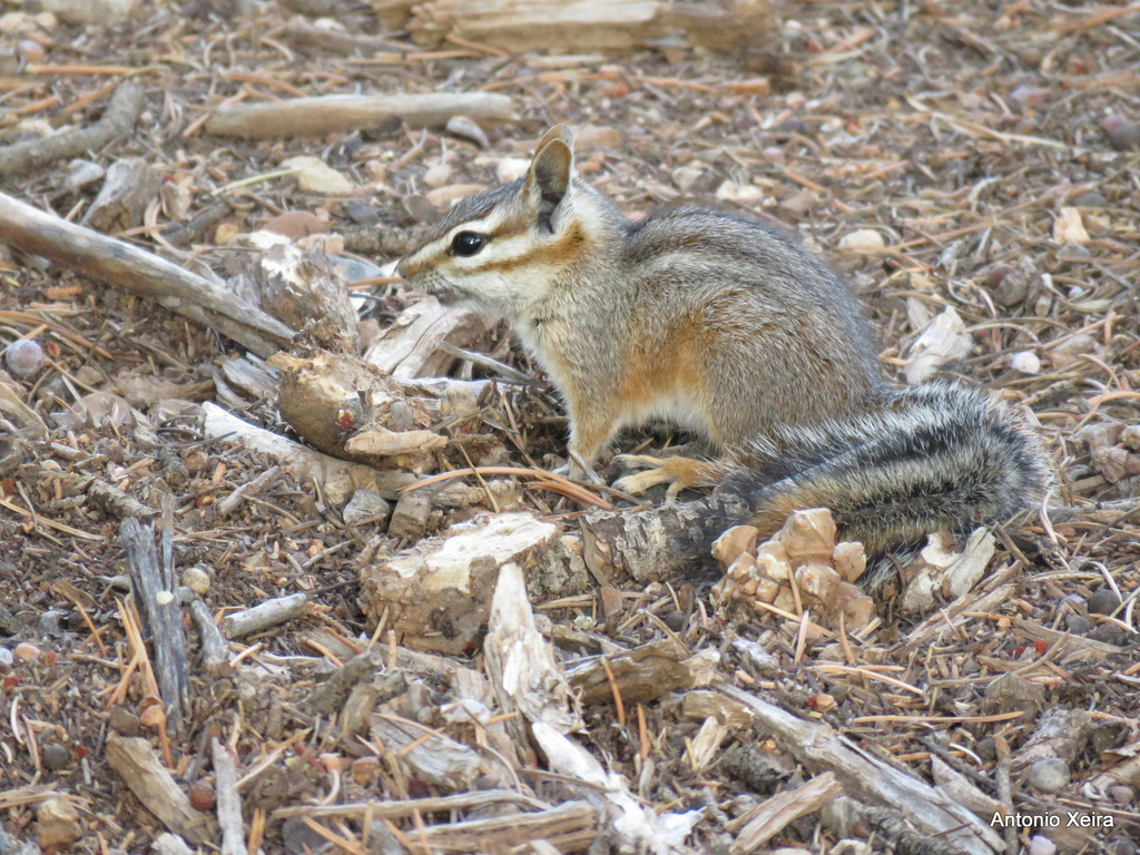Cliff Chipmunk (Neotamias dorsalis) - Know Your Mammals
