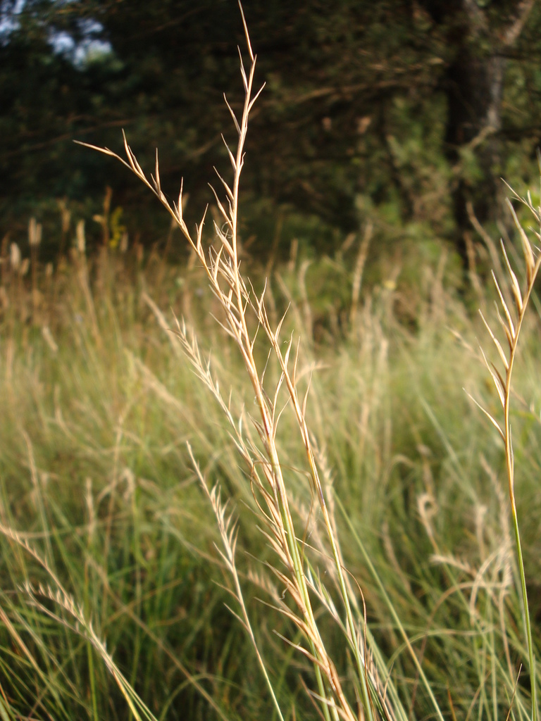Matgrass (Nardus stricta) - Botanical Realm