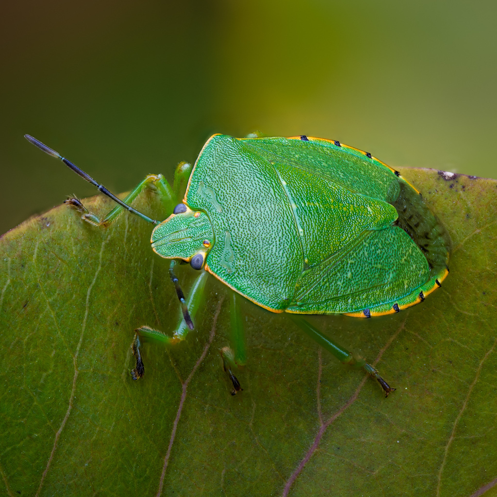 Green Stink Bug from 7303 259th Pl NE, Redmond, WA 98053, USA on ...