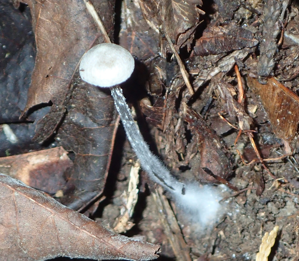 Entolomataceae from Olympia, WA, US on October 23, 2025 at 02:53 PM by ...