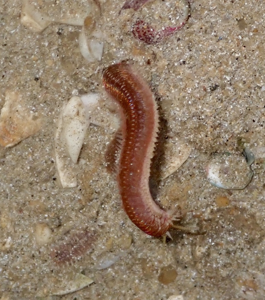 Eunicidae from Bass Strait, Bells Beach, VIC, AU on October 23, 2025 at ...