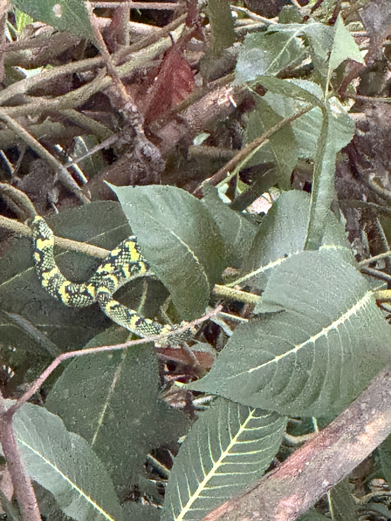 Wagler's Pit Viper from Rainforest Discovery Path, Kabupaten Langkat ...