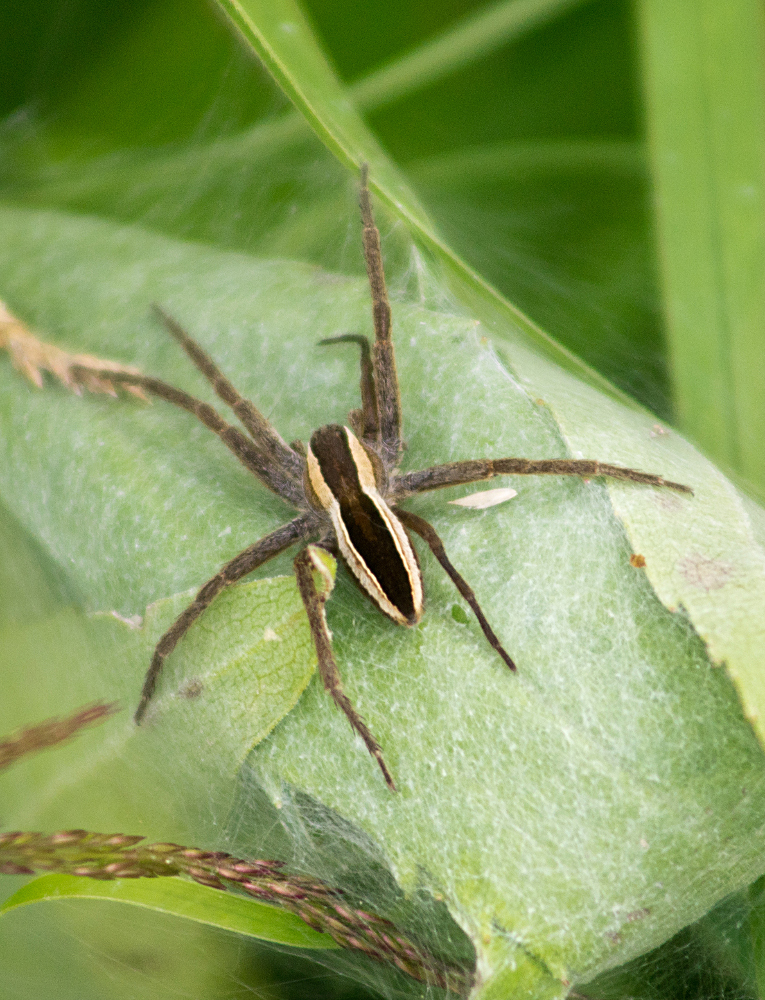 Straight-banded Nursery Web Spider (Emerald Coast Spiders) · iNaturalist