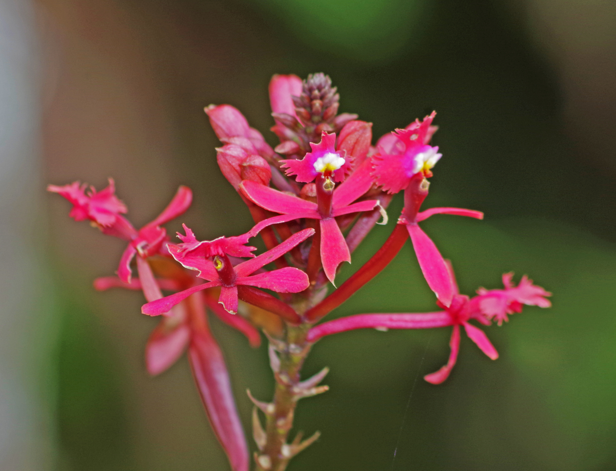 Epidendrum cochlidium Lindl.