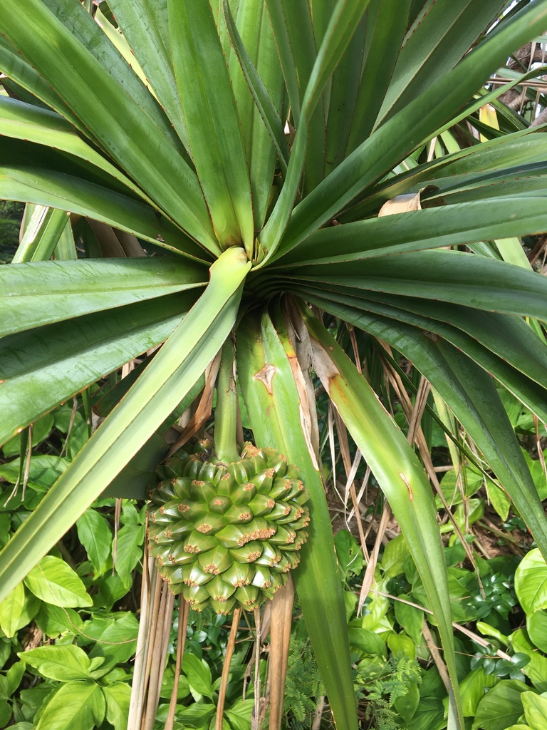 Pandanus utilis (Plantas en Supía, Caldas) · iNaturalist