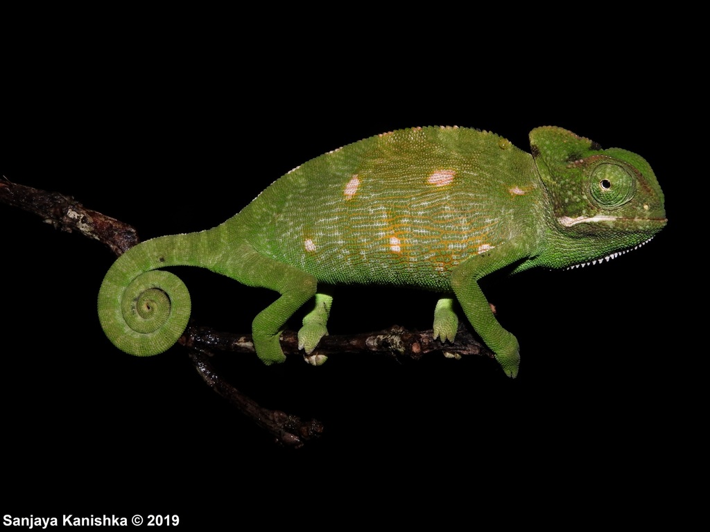 Indian Chameleon from Pahala Puliyan Kulama, Ihala Puliyankulama, Sri ...