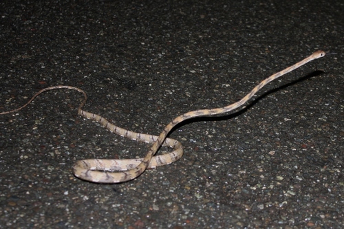 Philippine Blunt-headed Tree Snake (Boiga angulata) - Snakes and Lizards