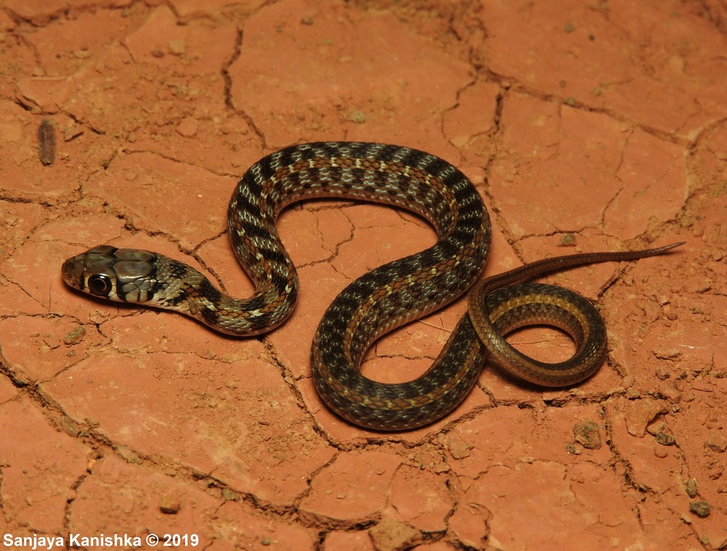 Buff Striped Keelback (Amphiesma stolatum) - Snakes and Lizards