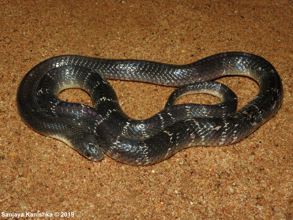 Common Krait (Bungarus caeruleus) - Snakes and Lizards