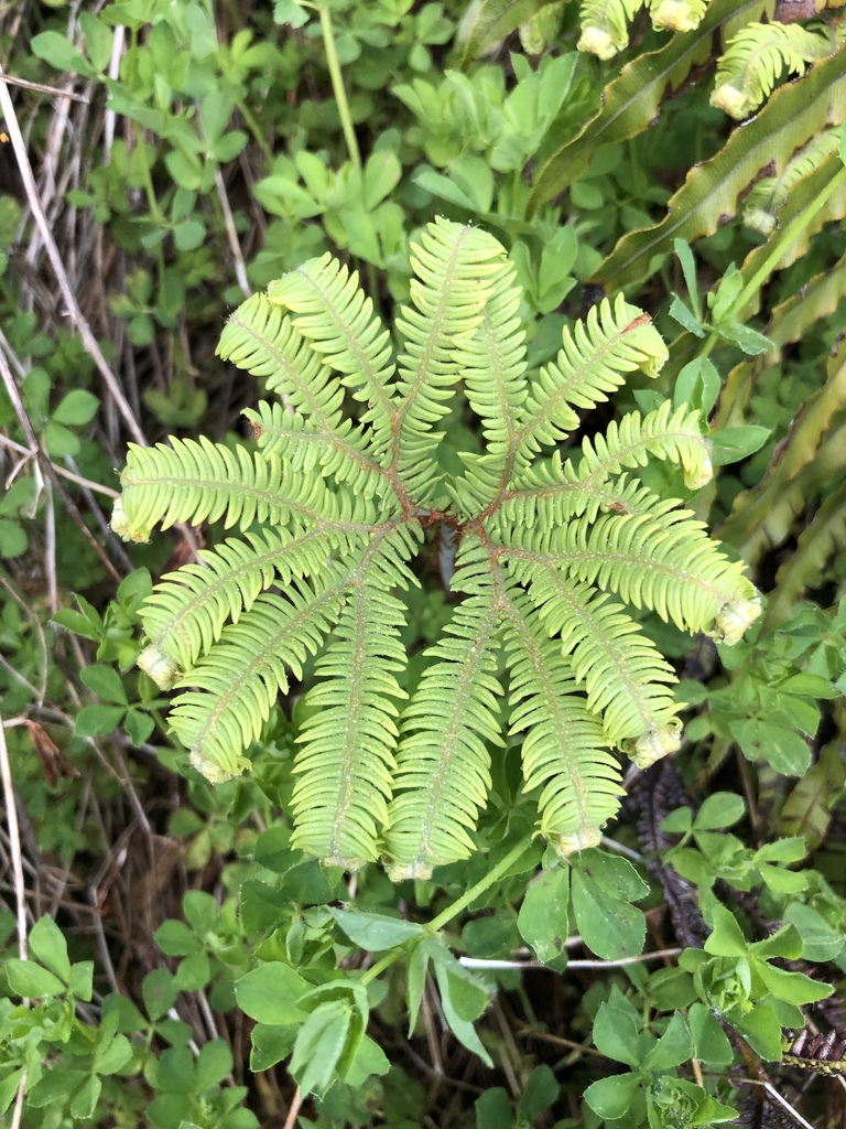 Umbrella fern from Egmont National Park, Taranaki, NZ on December 24 ...