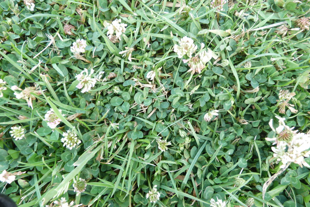 white clover from Elsthorpe, New Zealand on December 19, 2019 at 10:28 ...