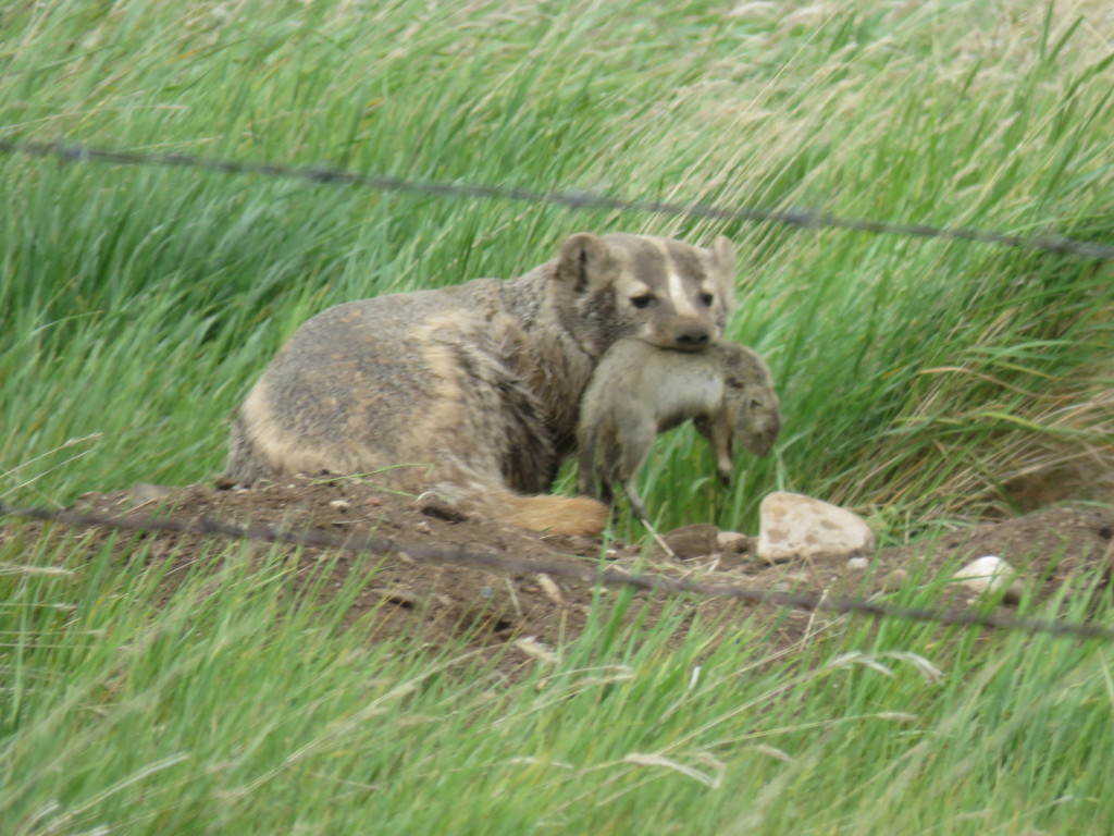 American Badger in June 2019 by James Telford · iNaturalist