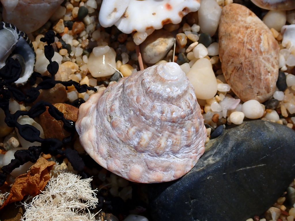 Common Tent Shell from Barcoongere NSW 2460, Australia on October 24 ...