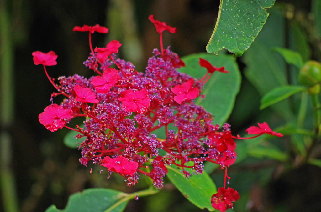 Hydrangea peruviana from Quijos, Ecuador on December 22, 2019 at 11:36 ...