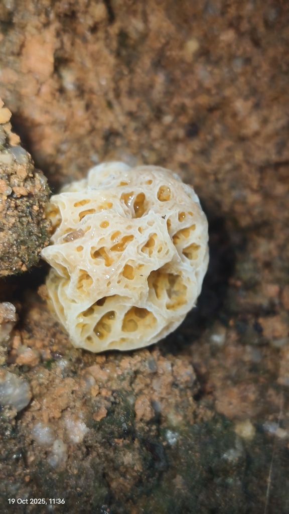 Spongiforma squarepantsii from 25250 Kuantan, Pahang, Malaysia on ...