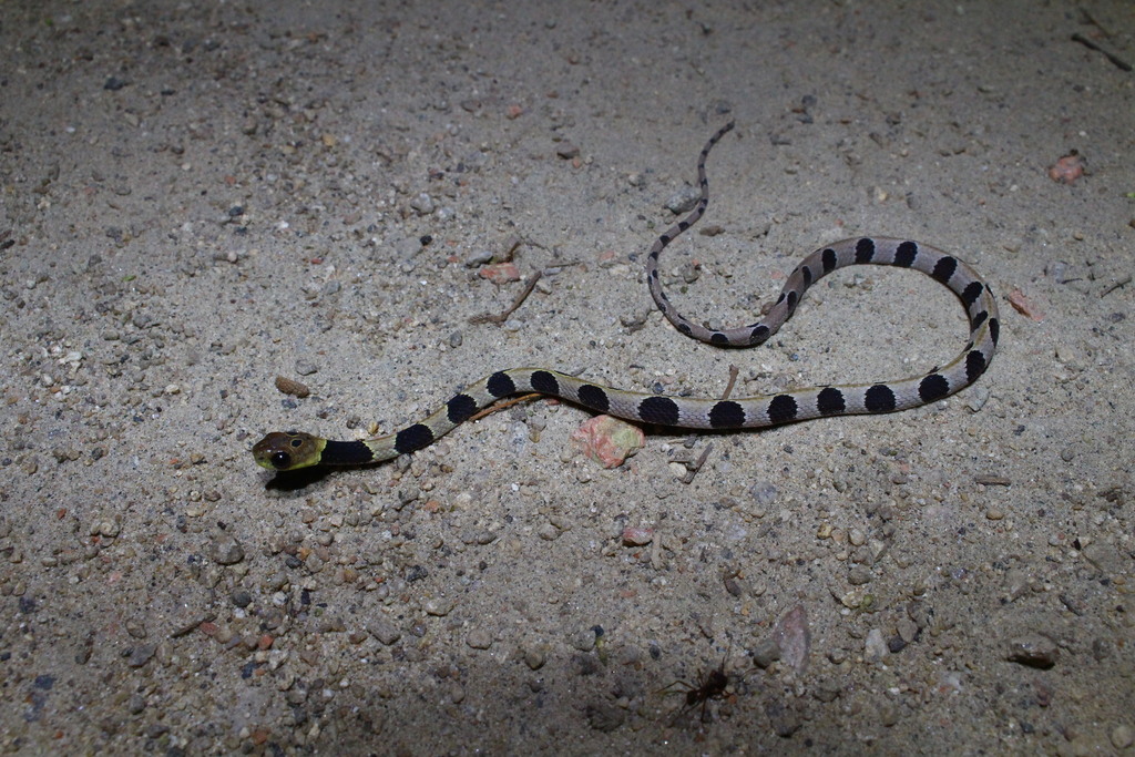 Cobra-caracoleira-de-jan (Snakes of Rio de Janeiro State, Brazil ...