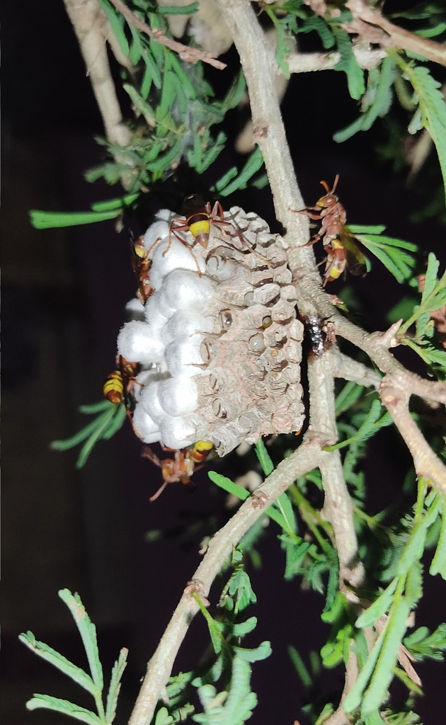 Tropical Paper Wasp from D2/266, Ramman Ka Pura, Sulem Sarai ...