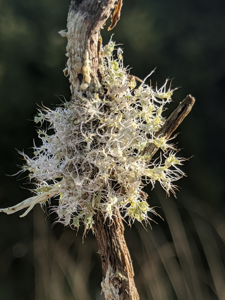 Fringe Lichens (Macrolichens Genera of the Pacific Northwest ...