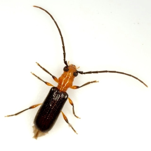 Obrium mozinnae · iNaturalist United Kingdom