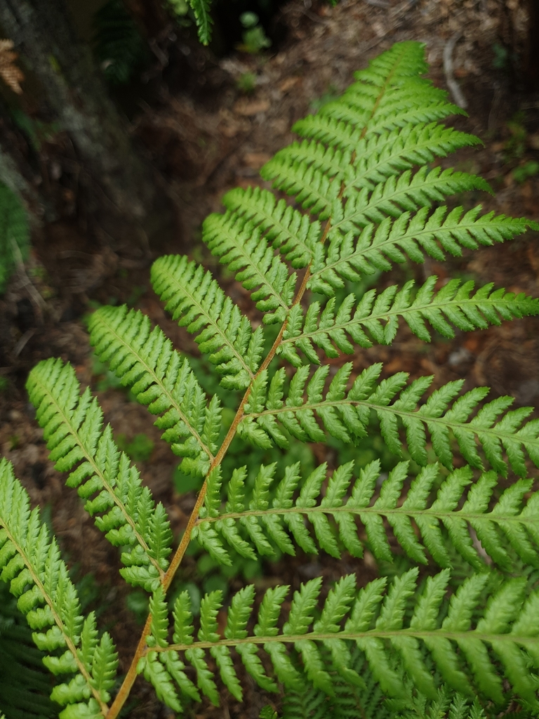 New Zealand tree fern from Rotorua on December 23, 2019 at 10:48 PM by ...