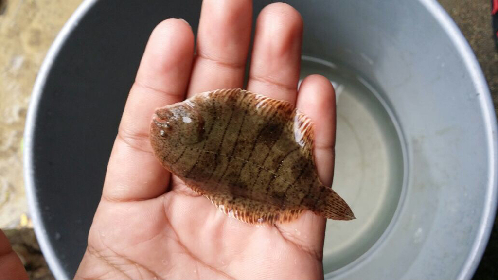 Hogchoker (Trinectes maculatus) - Marine Life Identification