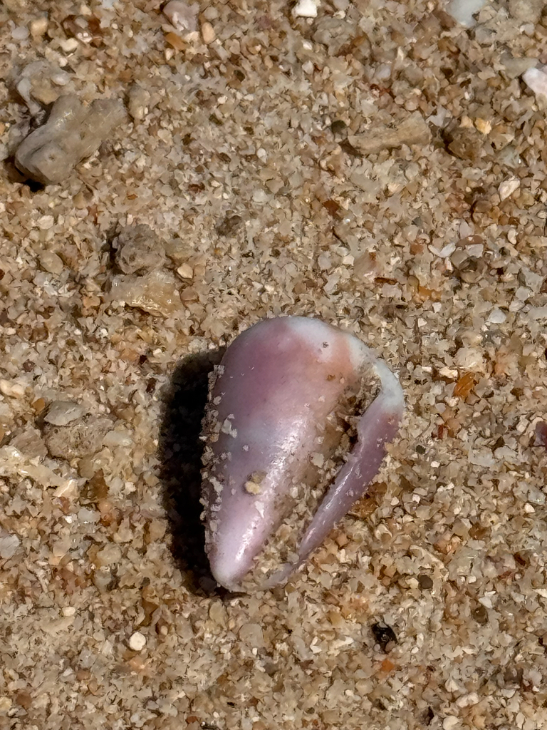 Rat Cone from Frankland Group, Cairns - Pt B, AU-QL, AU on October 24 ...