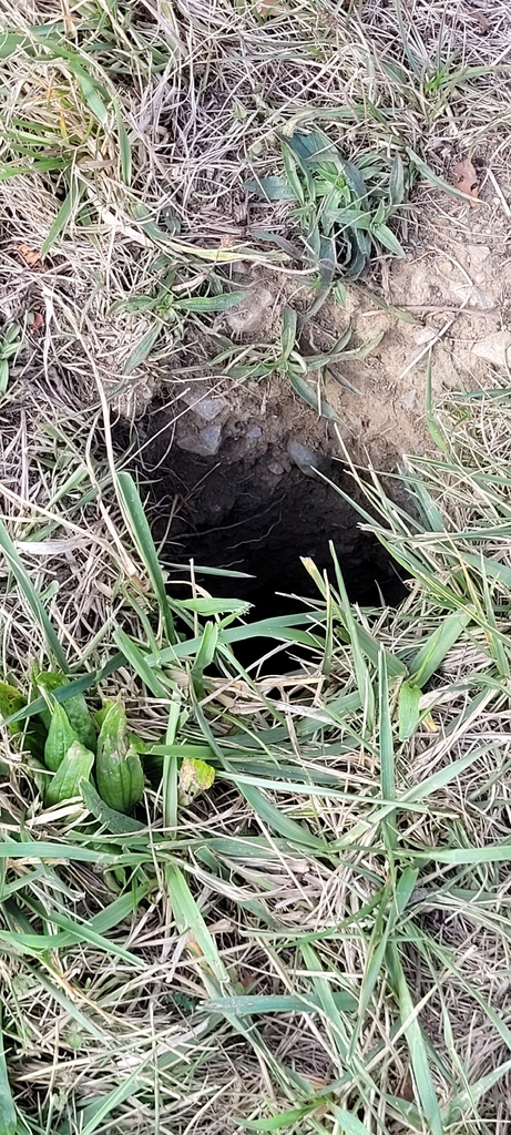 Groundhog from Fort Wayne, IN 46825, USA on October 24, 2025 at 03:49 ...