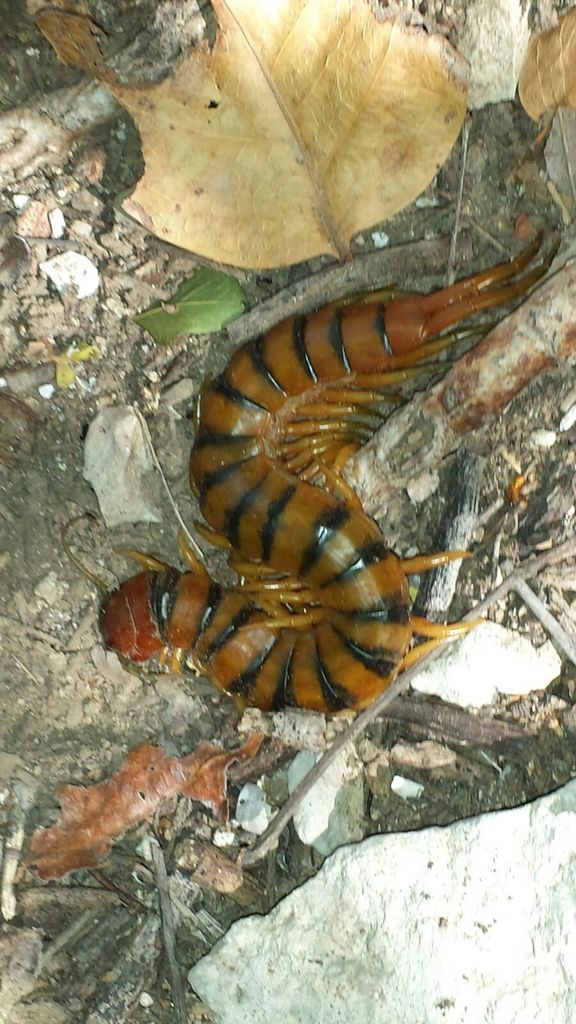 Caribbean Giant Centipede (Fauna y Flora del Parque Mirador del Sur ...