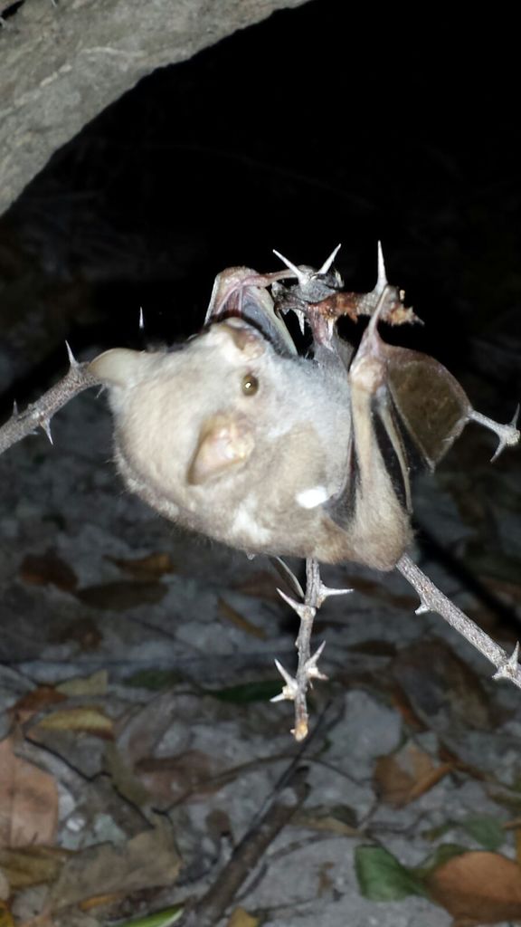 Cuban Fig-eating Bat (Phyllops falcatus) - Know Your Mammals