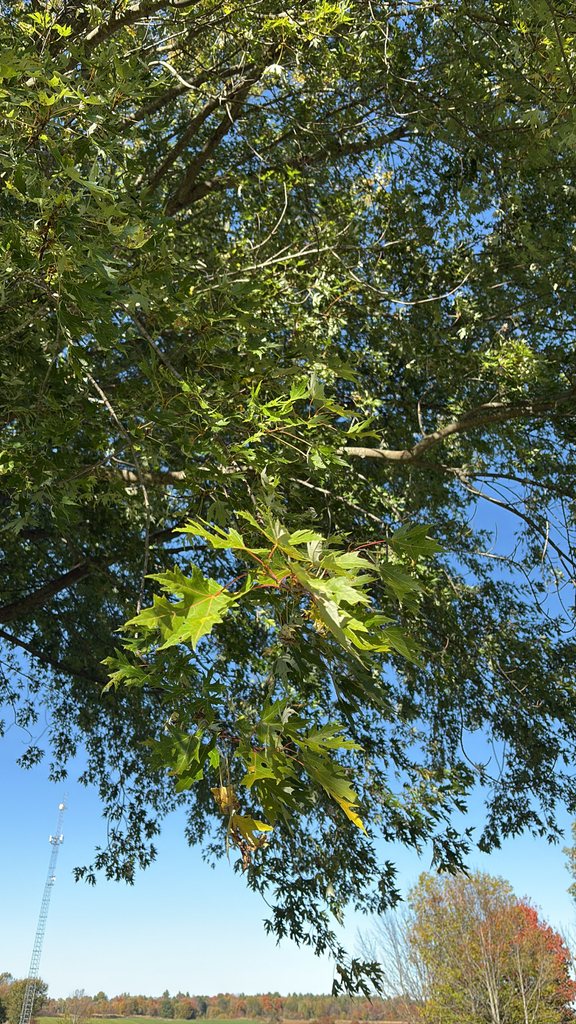 silver maple from Sweets Corners Rd, Leeds and the Thousand Islands, ON ...