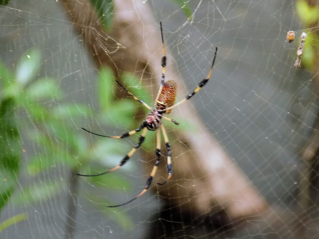 Golden Silk Spider from Parque Nacional Manglares de Old Point, San ...