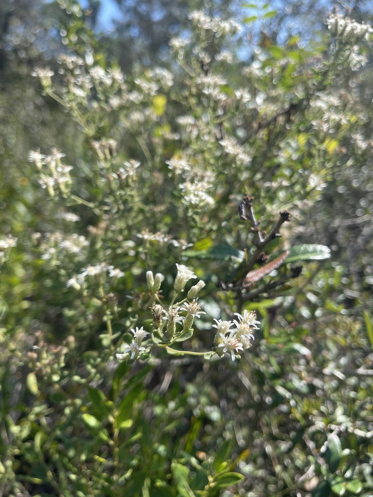 Dixie aster in October 2025 by lillybyrd · iNaturalist