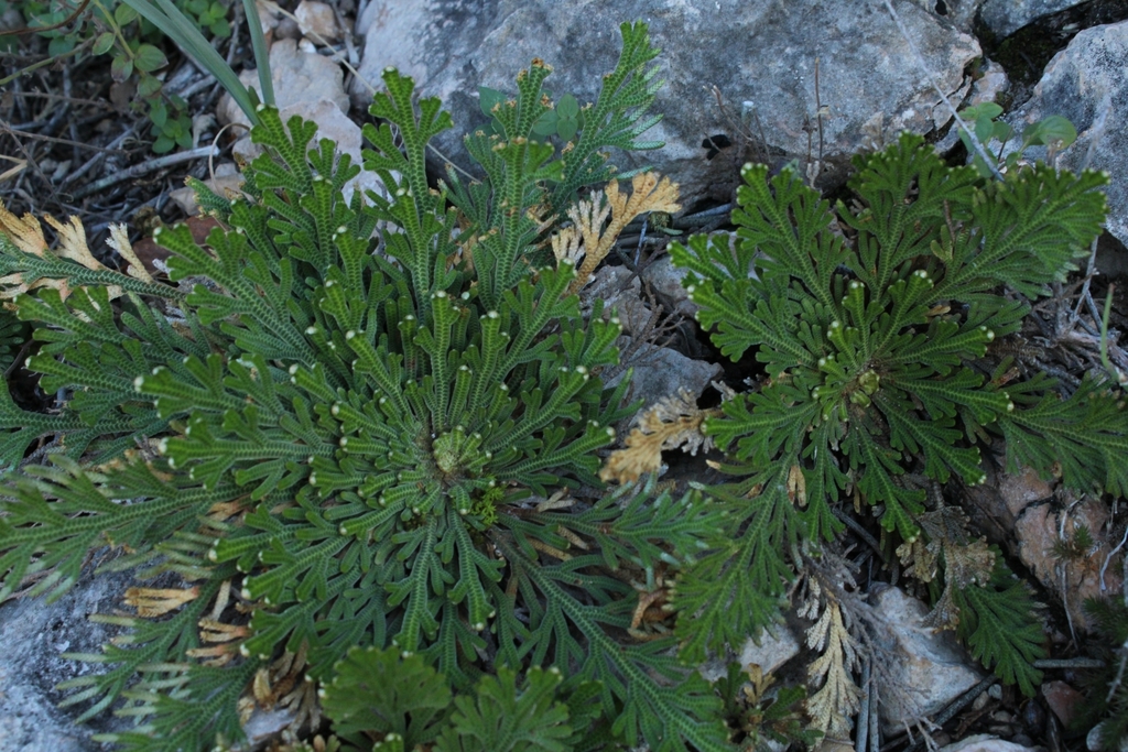 resurrection plant from Alpine, TX 79830, USA on December 15, 2019 at ...