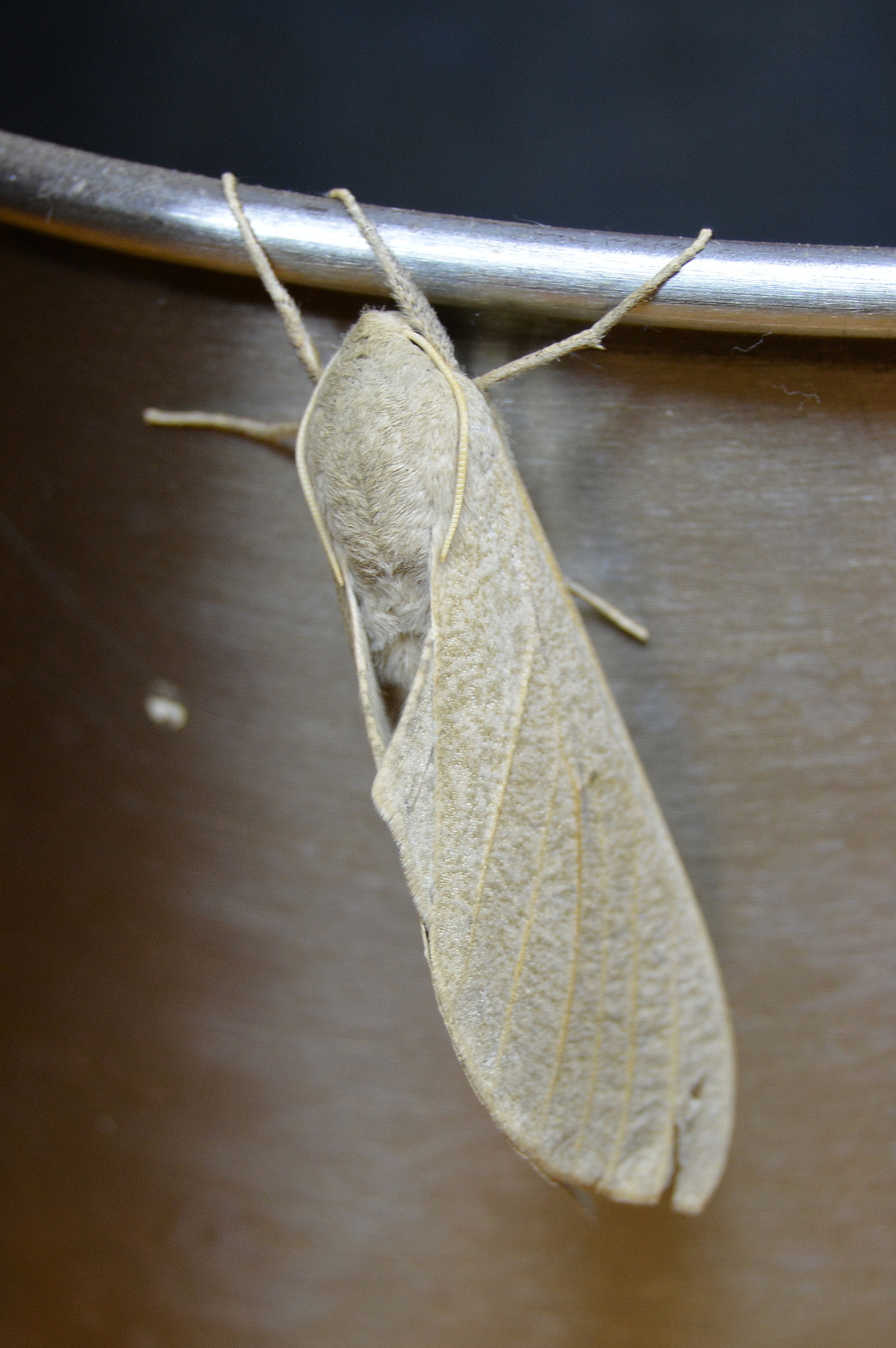 Neoclanis Carcasson, 1968