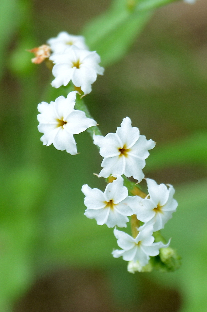 Common String-of-Stars from Marloth Park, Mpumalanga on December 22 ...
