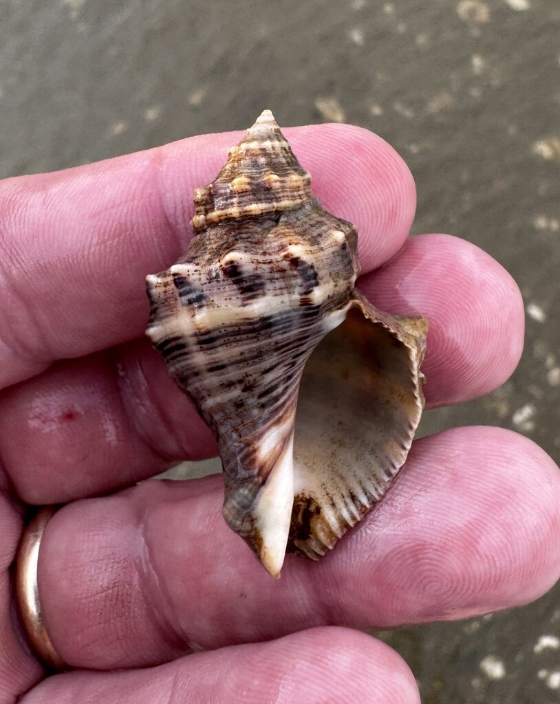 Hays' Rocksnail from Heron Bay, Dauphin Island Pkwy, Mobile County, AL ...