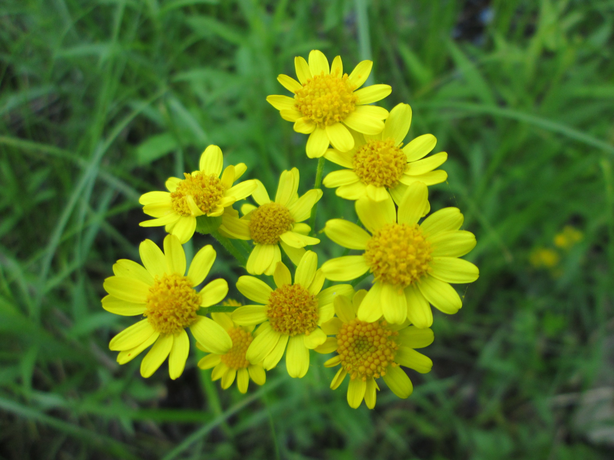 Packera pseudaurea (Rydb.) W.A.Weber & Á.Löve