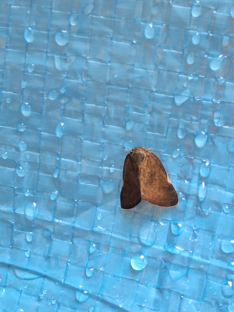 Pochazia shantungensis from 日本 〒252-0206 on October 25, 2025 at 09:17 ...