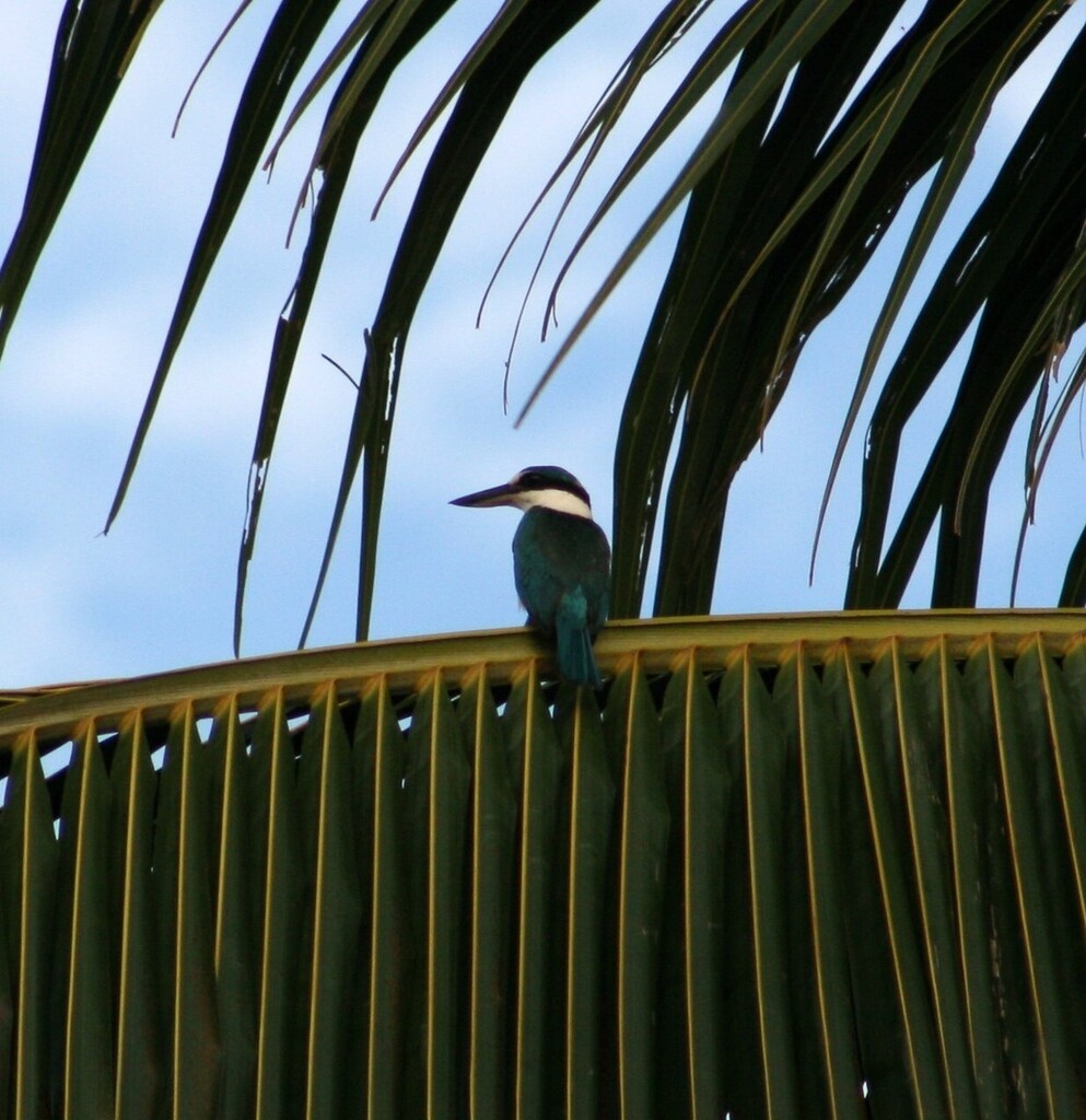 Islet Kingfisher from Madang Madang Province, Papua New Guinea on July ...