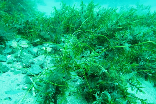Posidonia sinuosa · iNaturalist Ecuador
