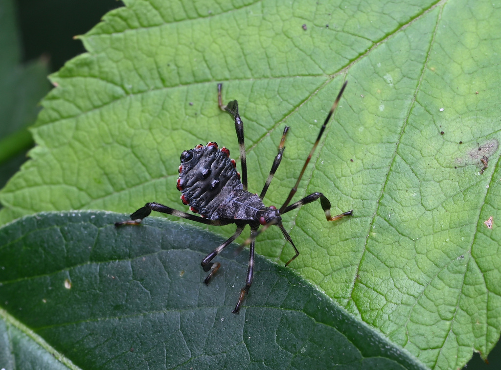 Acanthocephala terminalis from Buttermilk Falls, 112 E Buttermilk Falls ...
