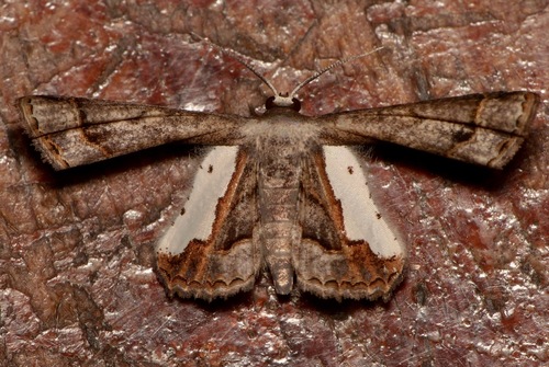 Phazaca monticesena · iNaturalist