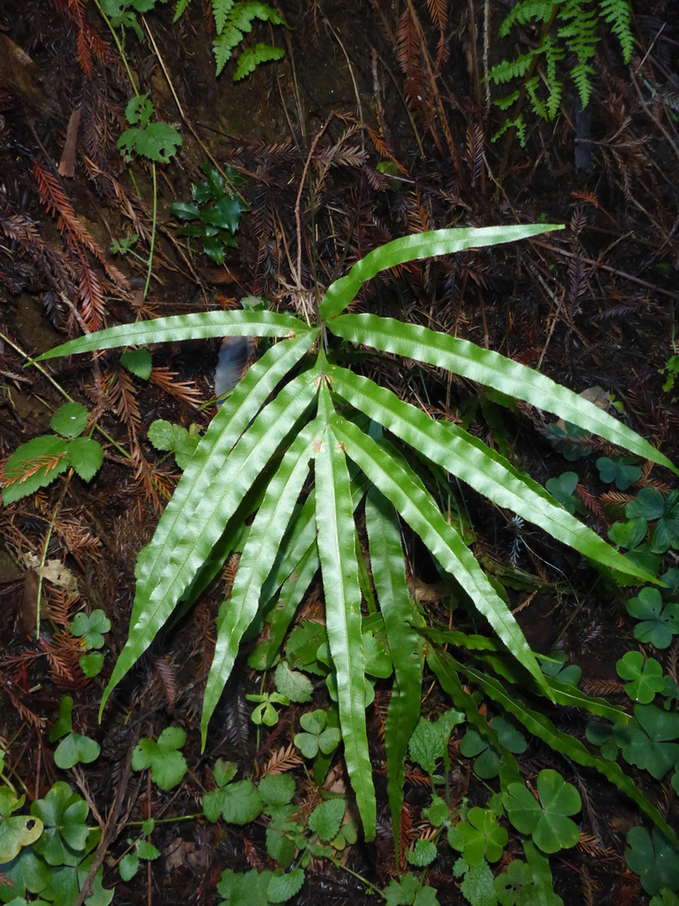 Cretan brake (Plants of Chimanimani) · iNaturalist