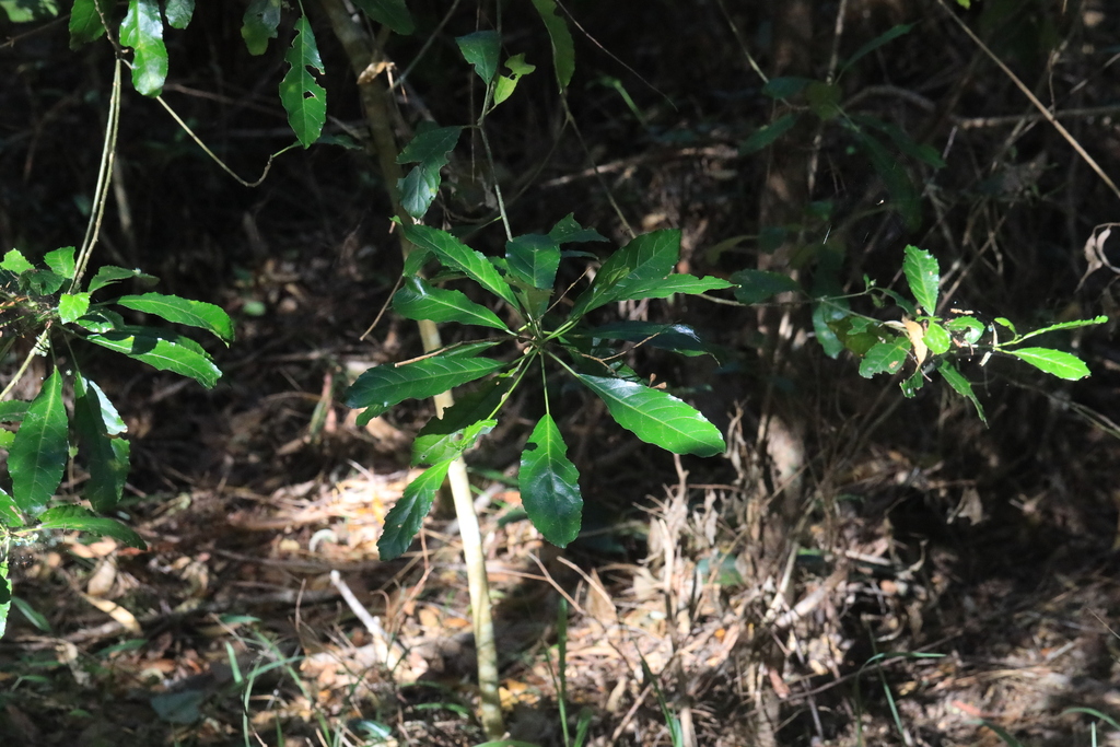 Claoxylon australe from Woolgoolga NSW 2456, Australia on October 24 ...