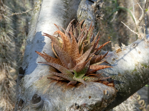 Aloe rauhii · iNaturalist