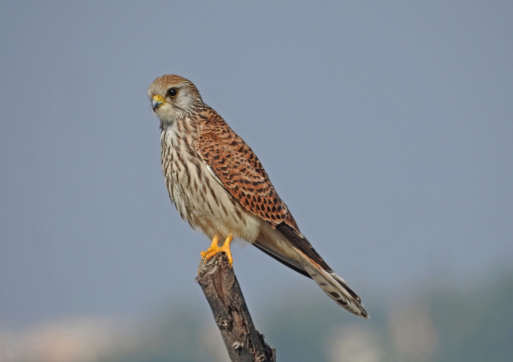 Lesser Kestrel from Chhapar, Rajasthan 331502, India on October 12 ...