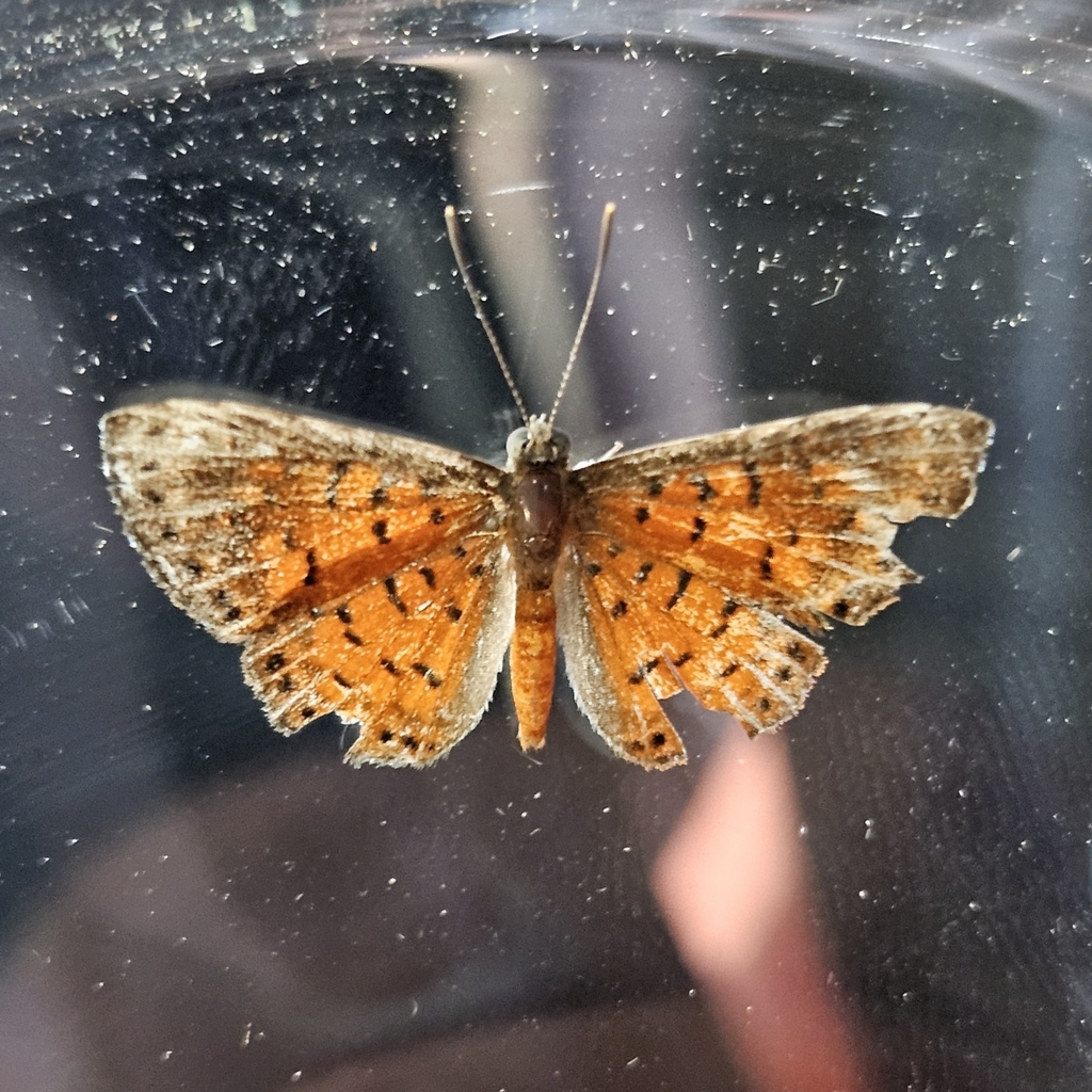 Parvospila lucianus from -- Light Pole 101, Surrey, Trinidad and Tobago ...