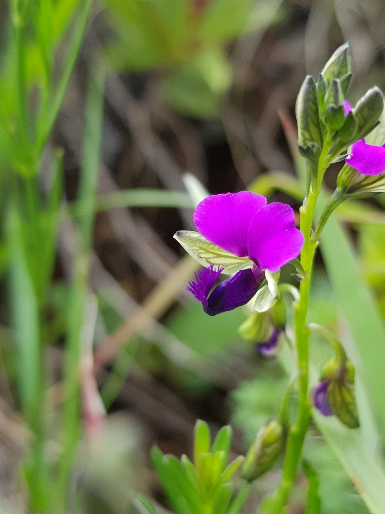 Polygala uncinata (Polygala species of Mpumalanga and Limpopo ...